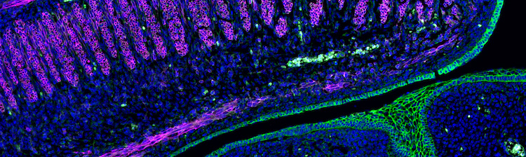 Nano Secondary Antibodies - Jackson ImmunoResearch