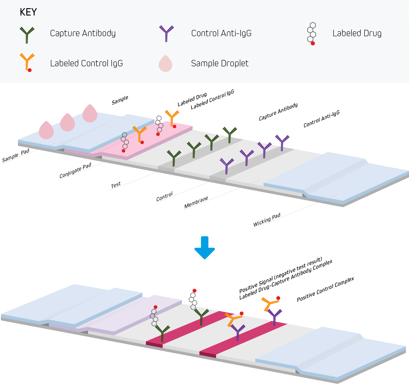 How Does A Lateral Flow Immunoassay Work Lateral Flow - vrogue.co How Does A Lateral Flow Immunoassay Work Lateral Flow - vrogue.co