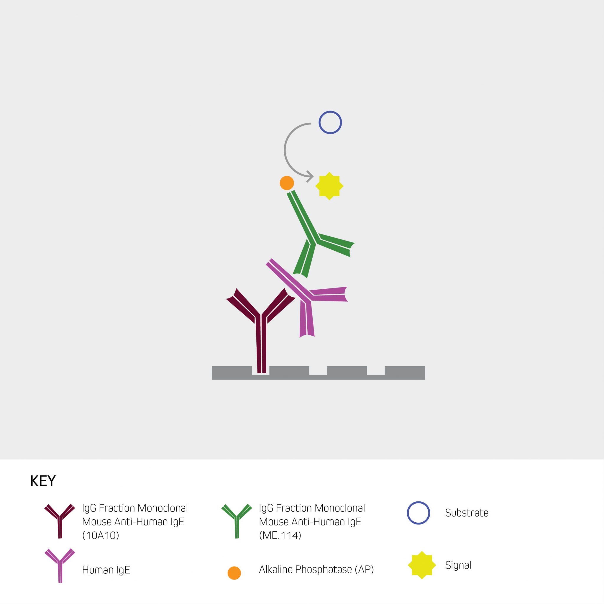 Assay Setup: Sandwich ELISA for Allergy