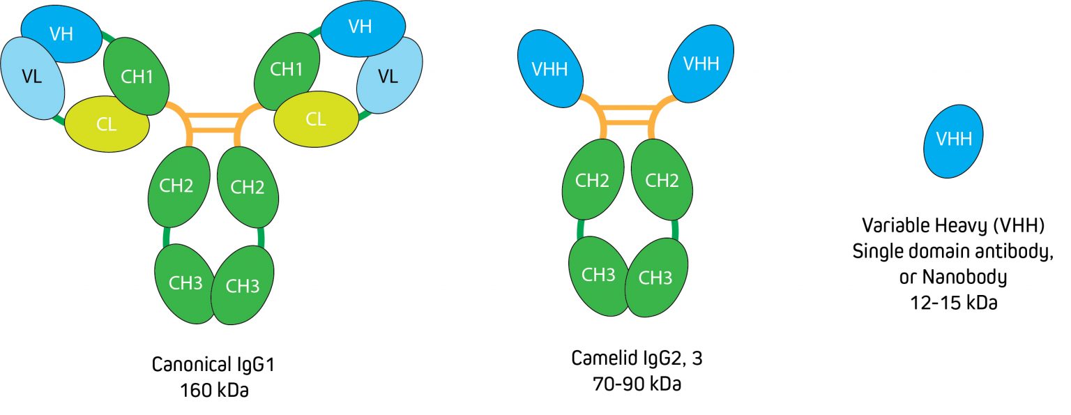 Why use a particular Antibody format?