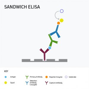 Assay Setup: Sandwich ELISA for Allergy