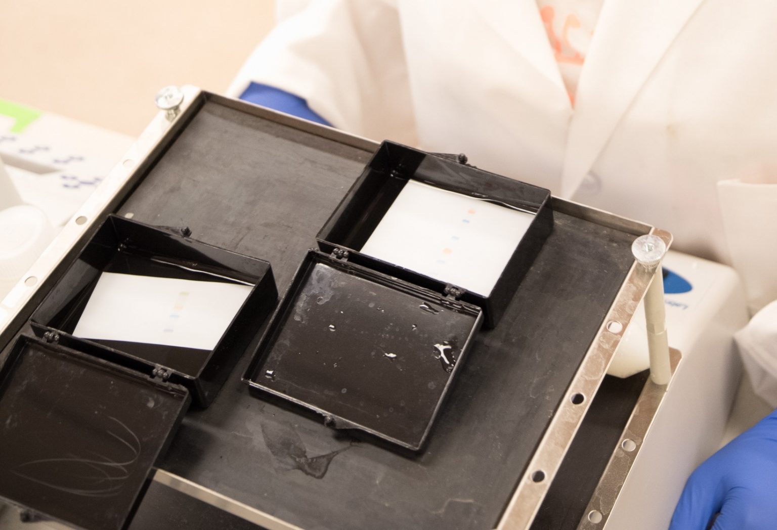 Western blotting guide: Part 4, Membrane blocking