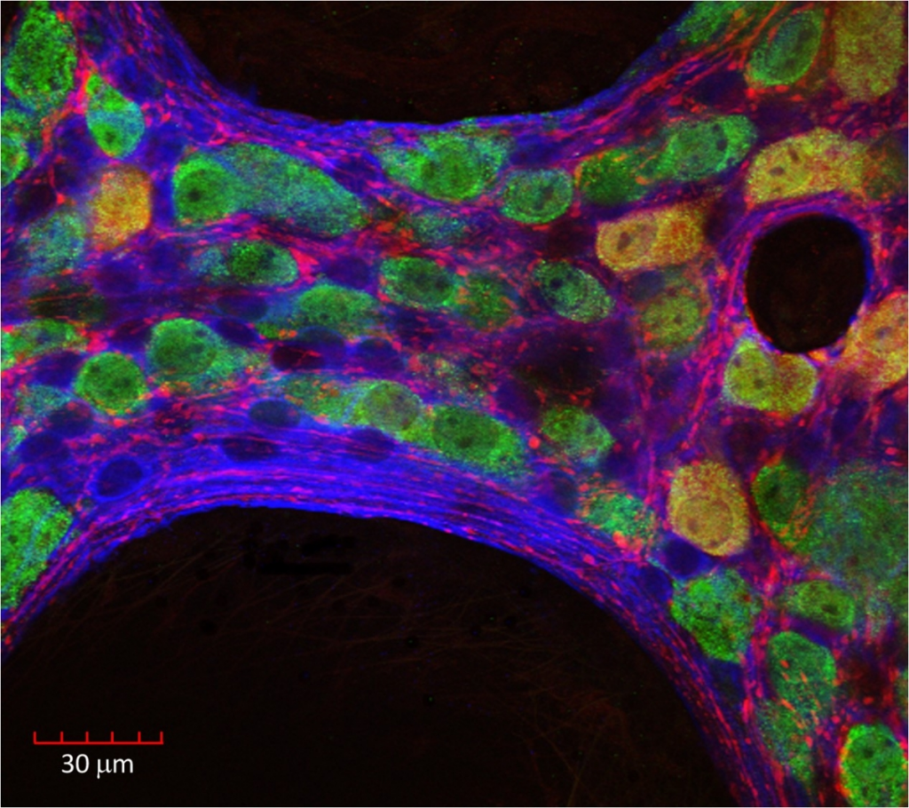 Dylight 405 gallery image