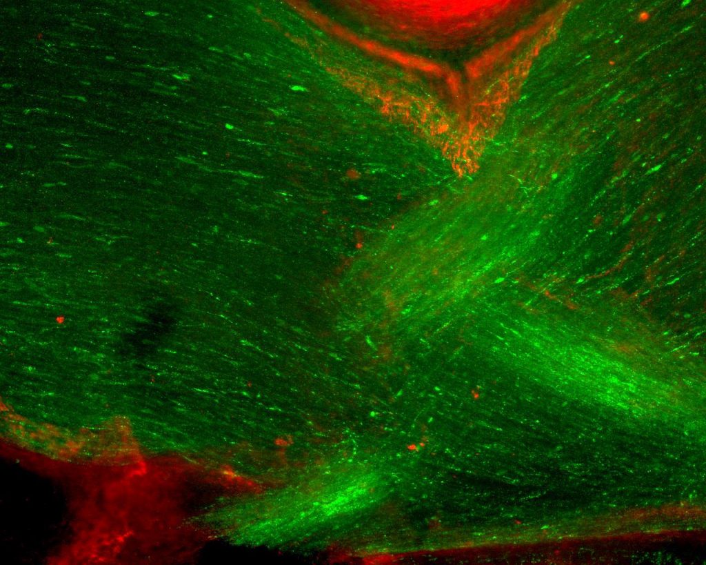 Embryonic chick optic chiasm nerve fibers