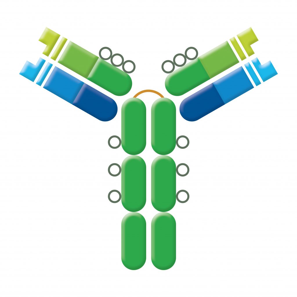 Immunoglobulin classes