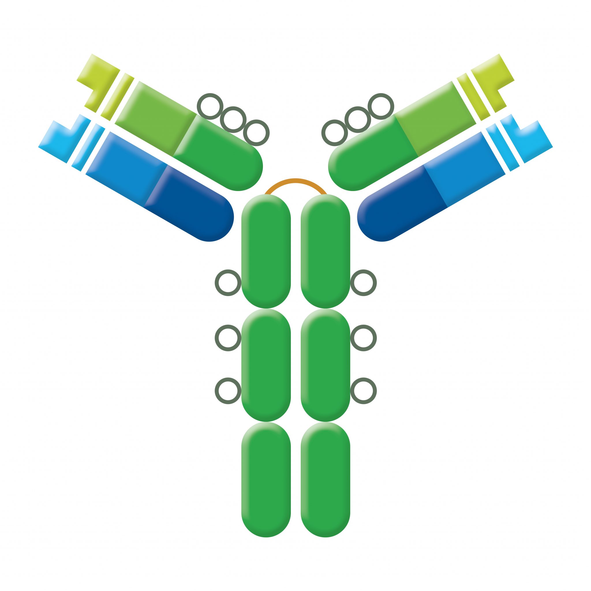 Immunoglobulin classes