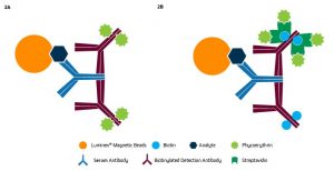 Bead-based multiplexing assays: Luminex® xMAP® Technology
