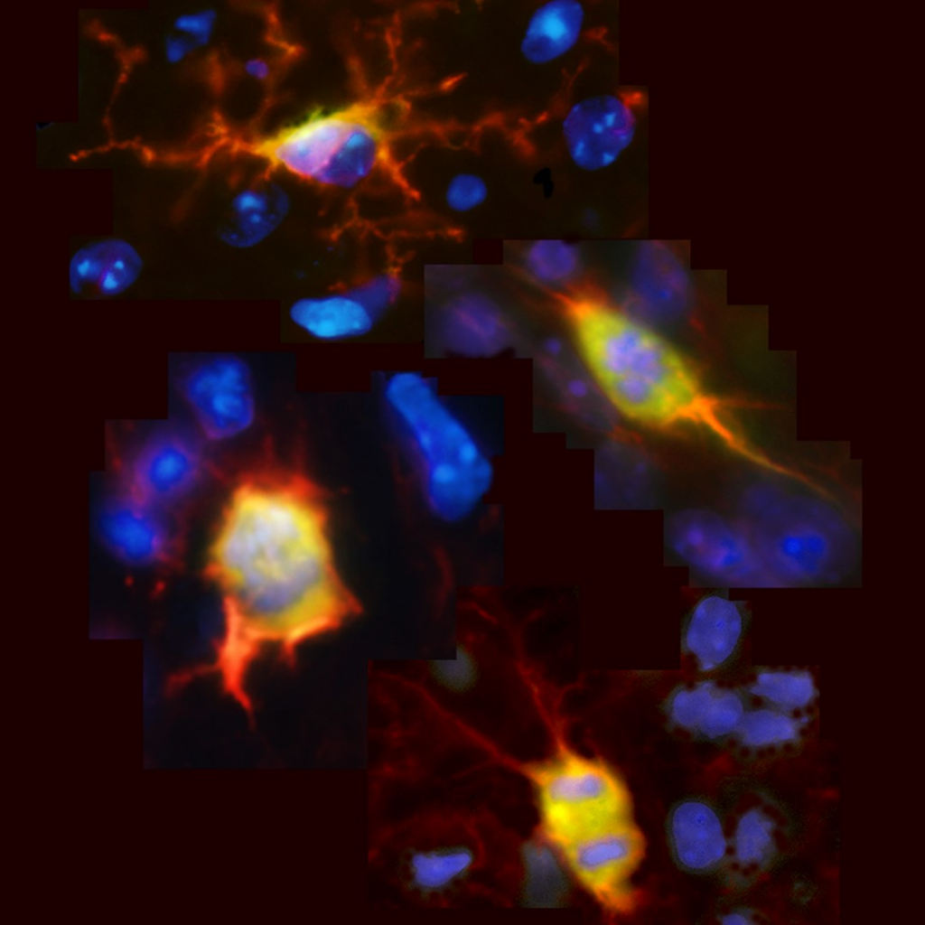 Mouse CNS gallery image