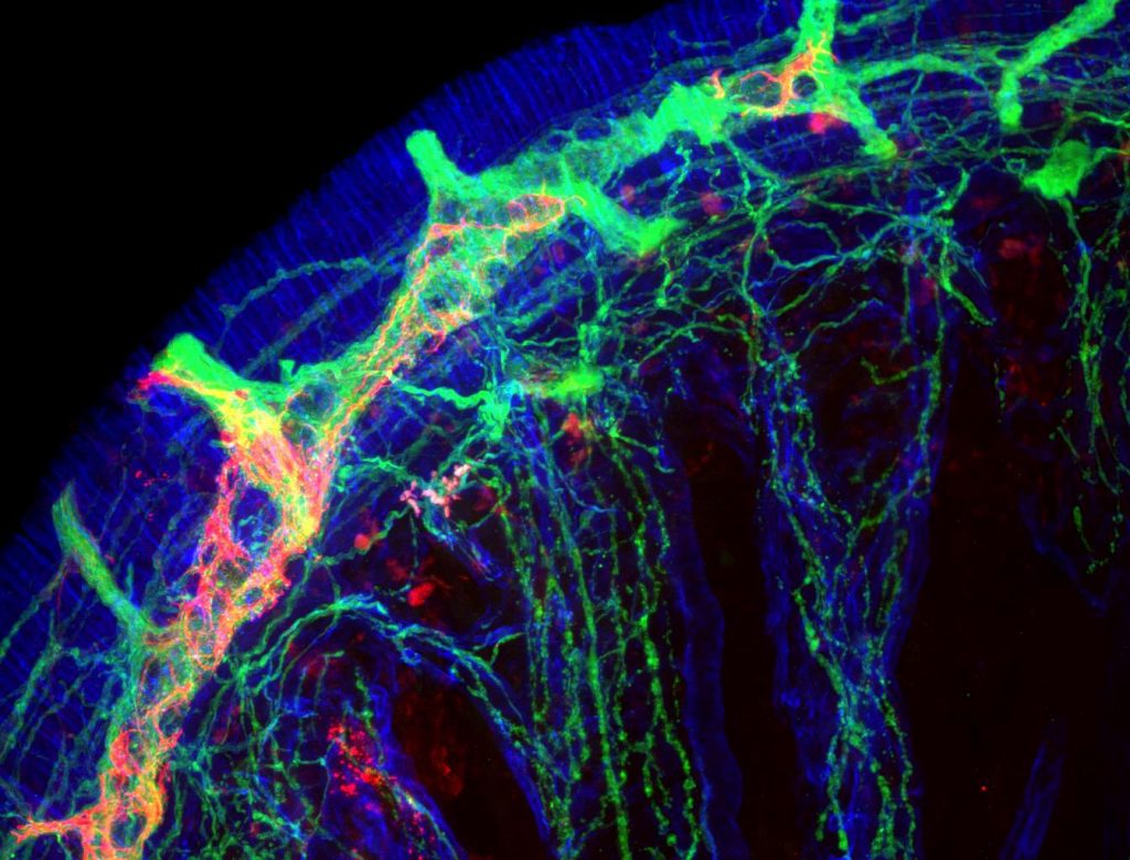 Mouse Duodenum Nerve Fibers