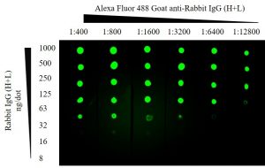 Dot Blot: A Quick and Easy Method for Separation-Free Protein Detection