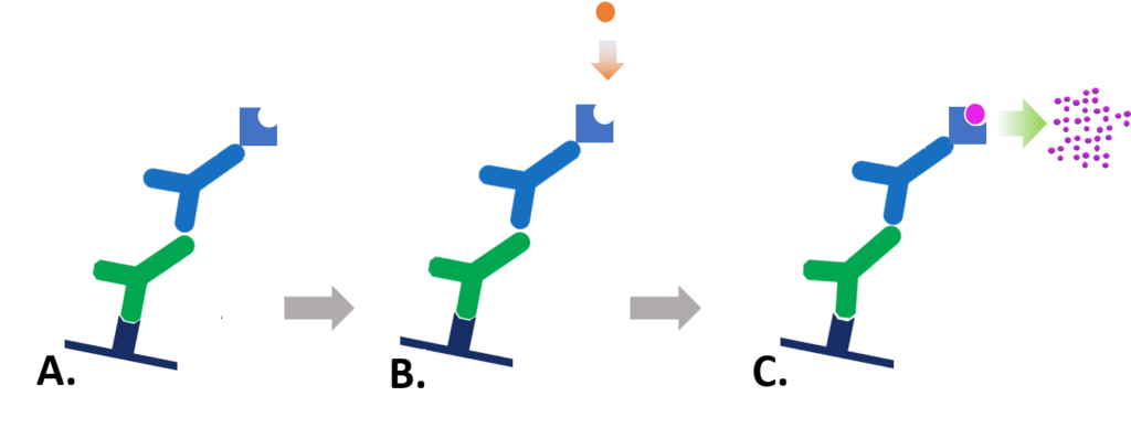 Colorimetric Western blotting