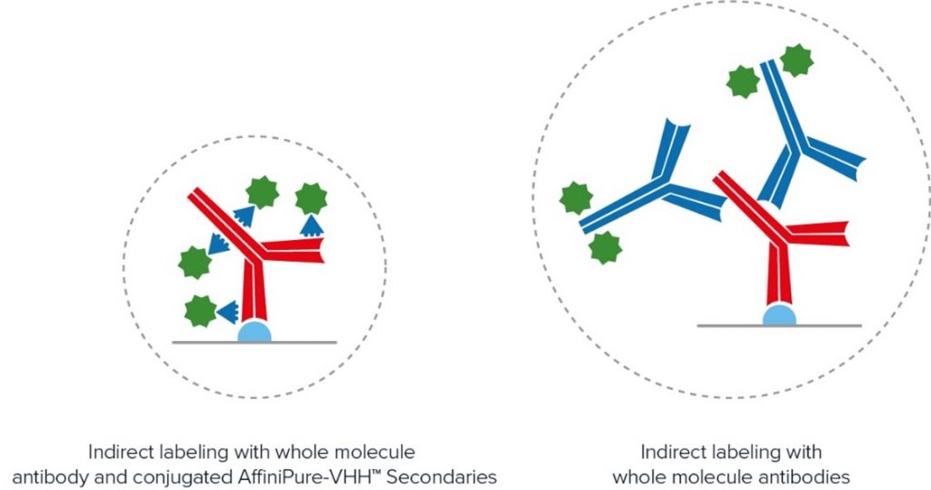 abberior Flux dyes and JIR AffiniPure-VHH™ antibodies