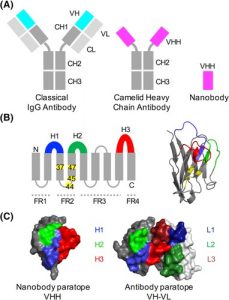 Heavy-Chain Variable (VHH) Antibodies: Diagnosis, Treatment and ...