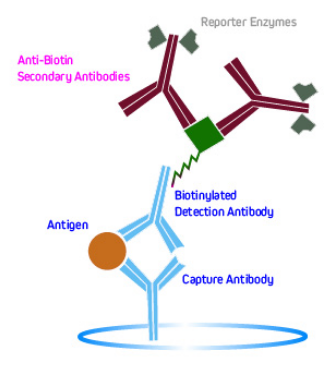 ELISA Guide; Part 1: Introduction to ELISA, Formats and Signal Amplification
