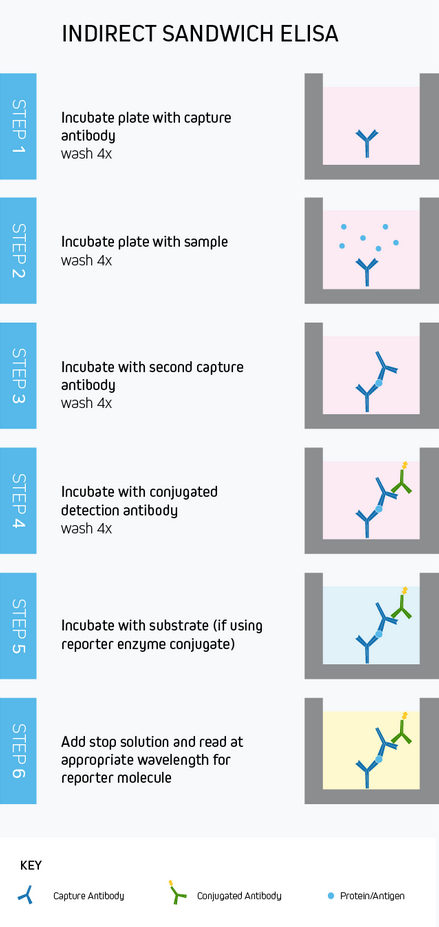 Indirect Sandwich Elisa Indirect Sandwich Elisa