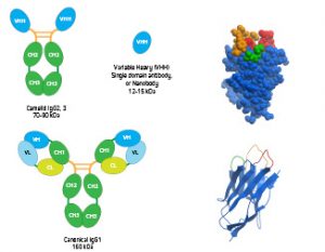 Immunoglossary